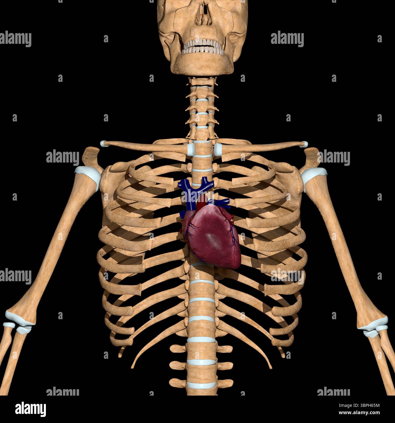 Anterior view human heart hi-res stock photography and images - Alamy