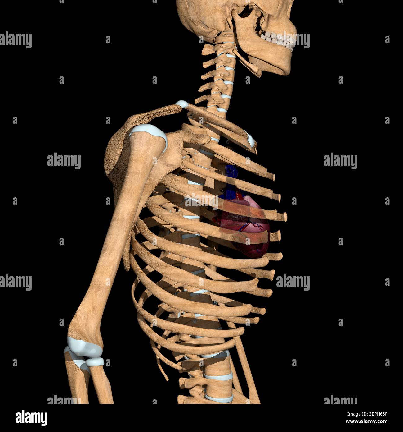This is a 3d illustration of the lateral view of the human heart ...