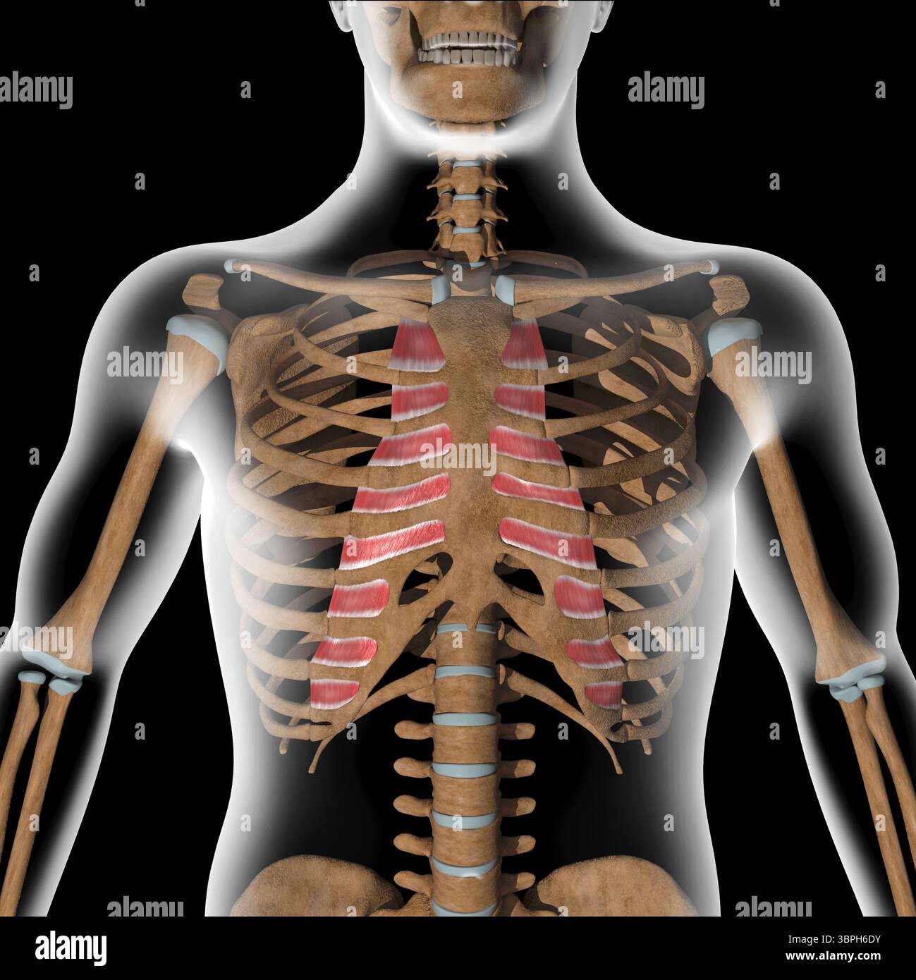 This 3d illustration shows the internal intercostal muscles on xray ...