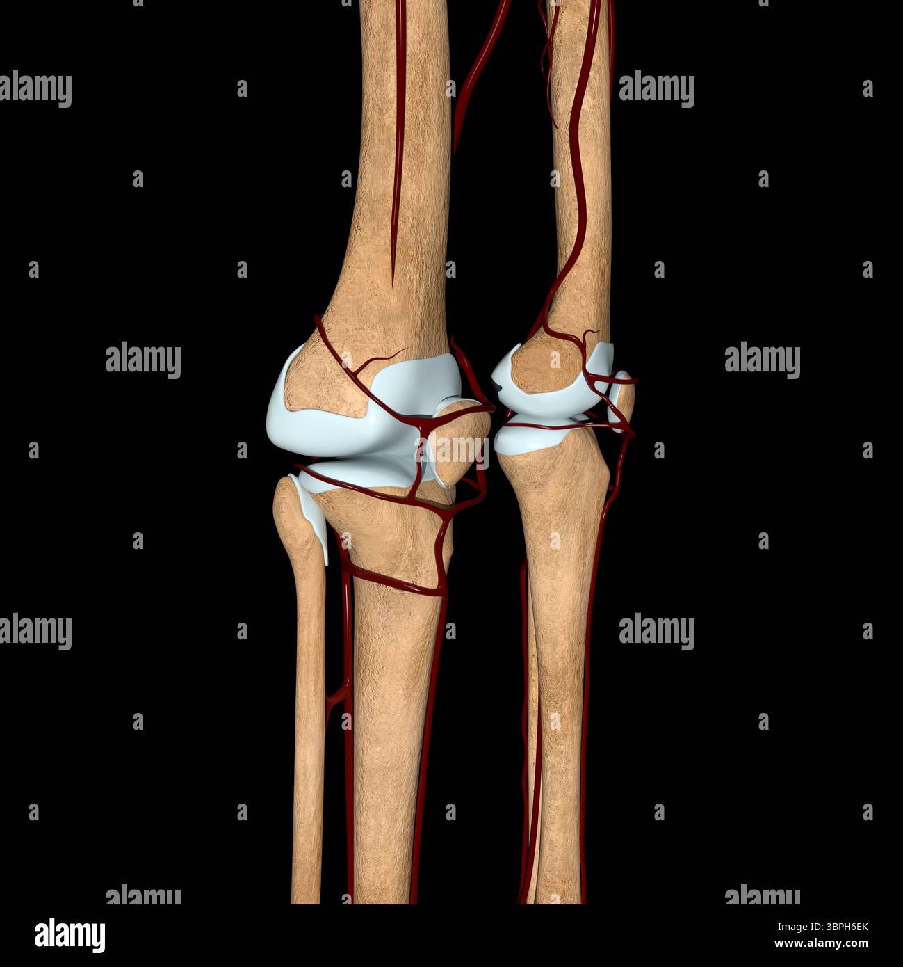 This 3d illustration shows the side view of the knee arteries on bones ...