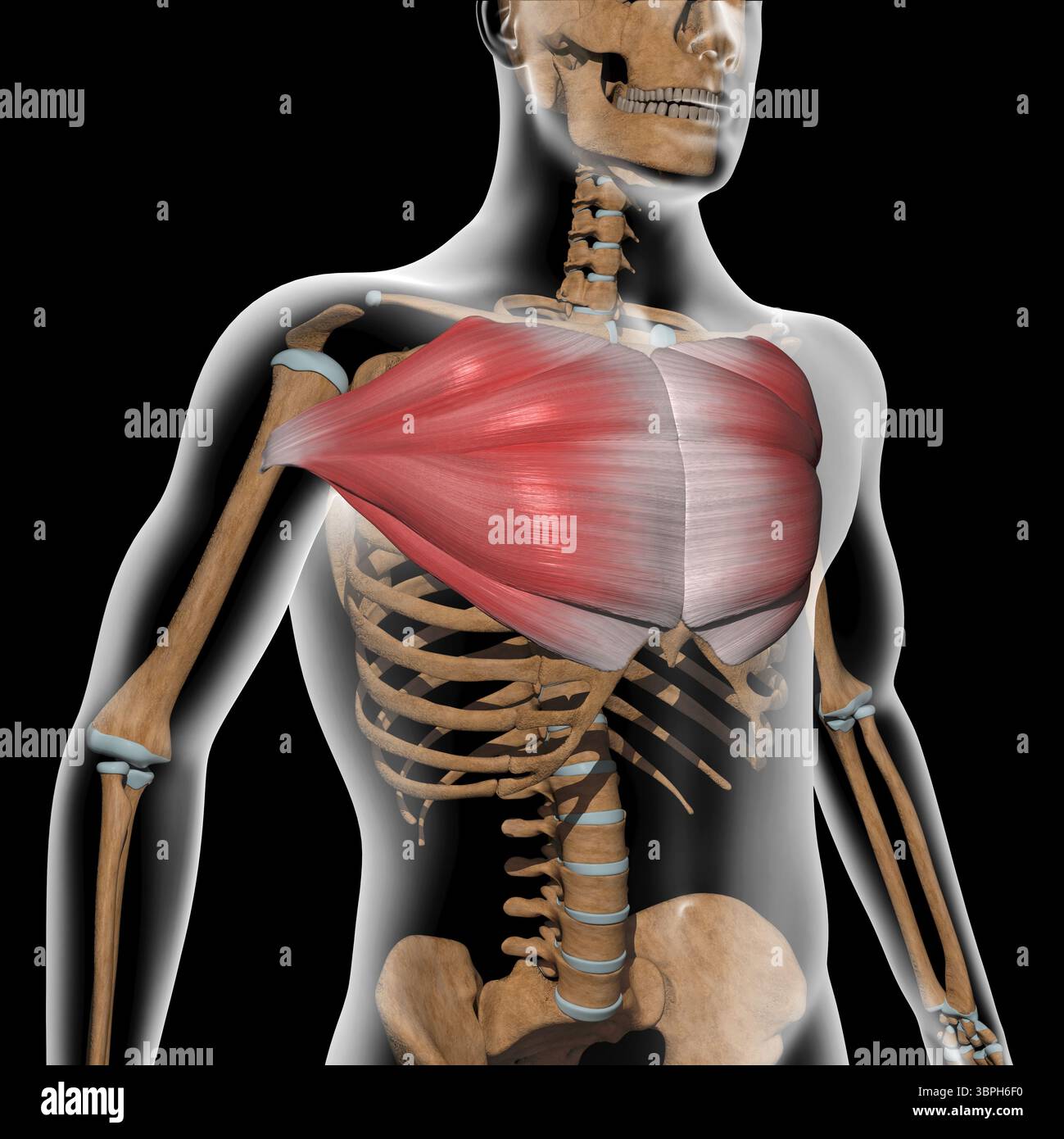 This 3d illustration shows the pectoralis major muscles on xray body ...