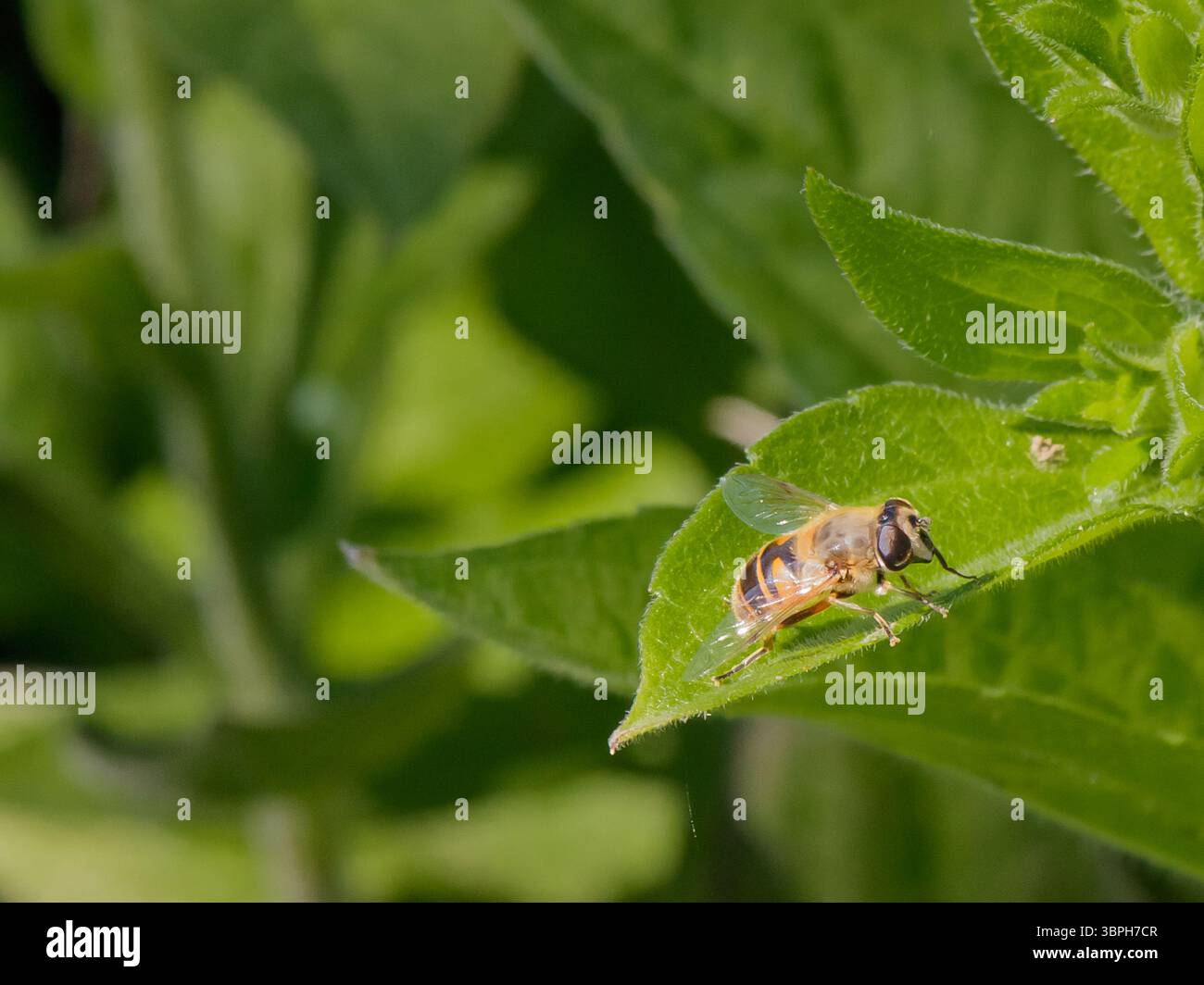 Details bee habitat bright hi-res stock photography and images - Alamy