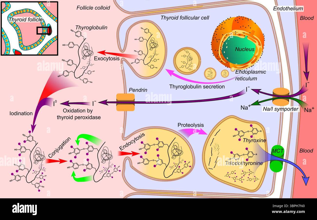 Sodium iodide symporter hi-res stock photography and images - Alamy