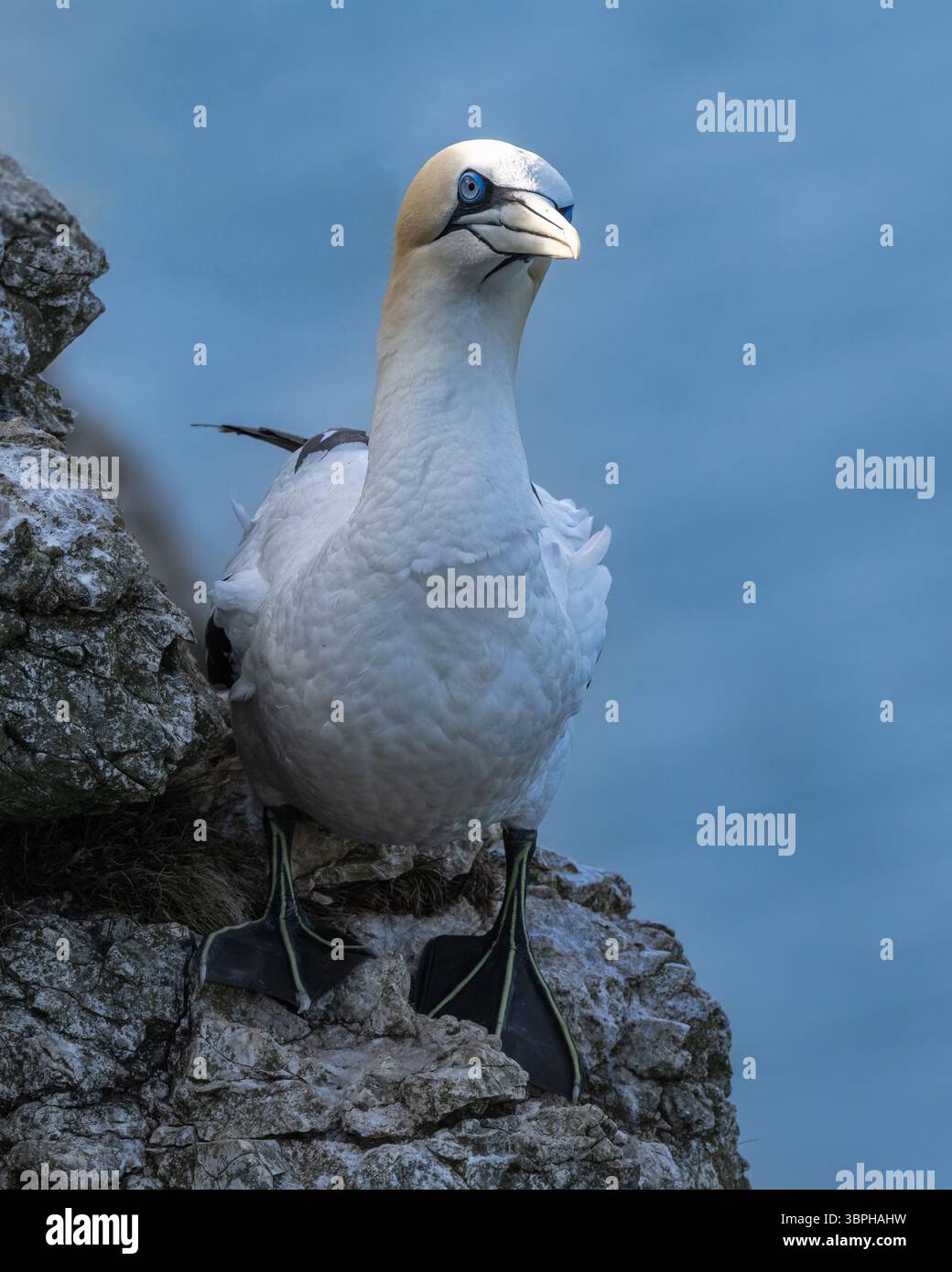 Gannet head and neck hi-res stock photography and images - Alamy