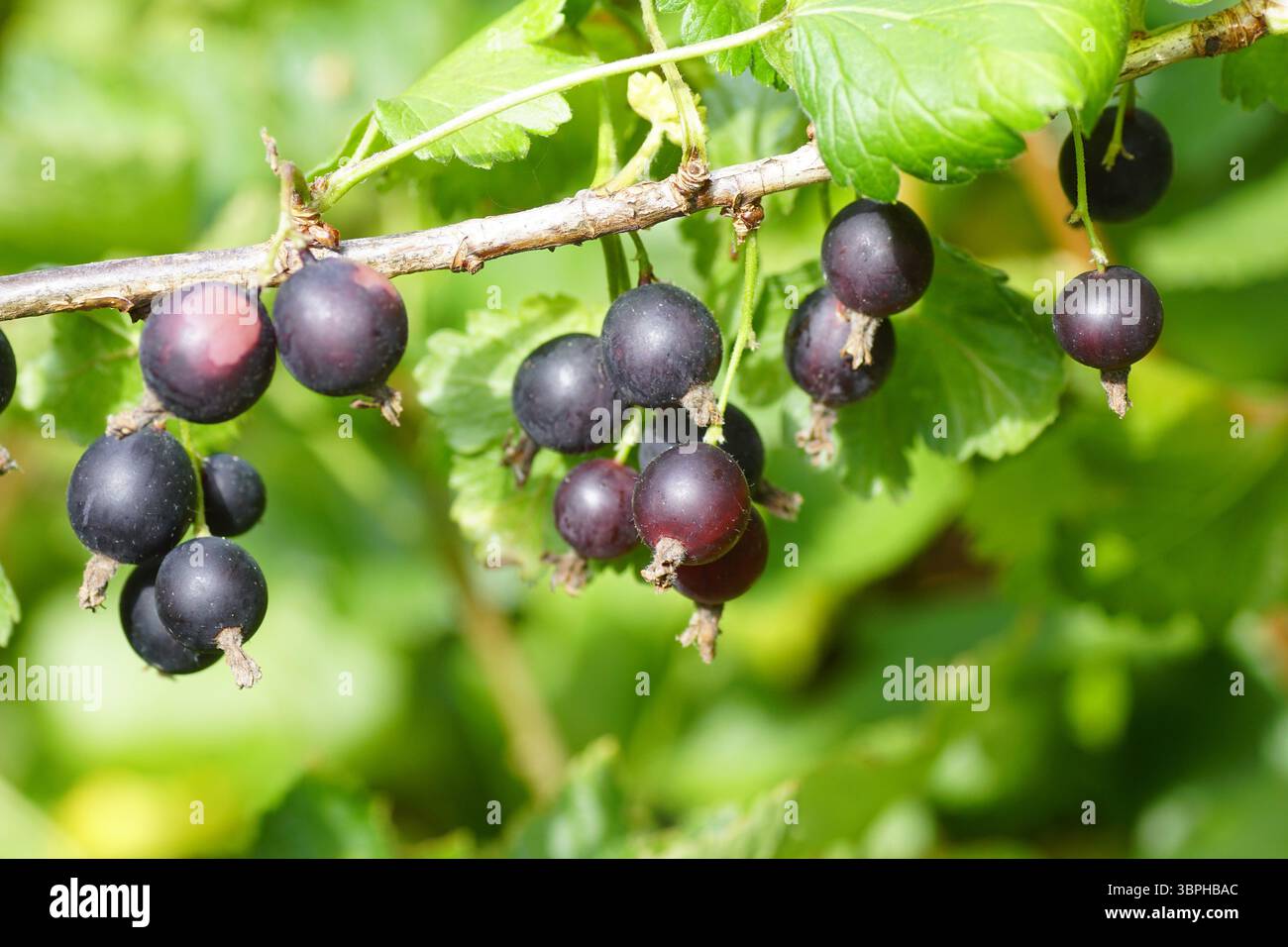 Closeup shrub with ripening jostaberries (Ribes × nidigrolaria). Family ...
