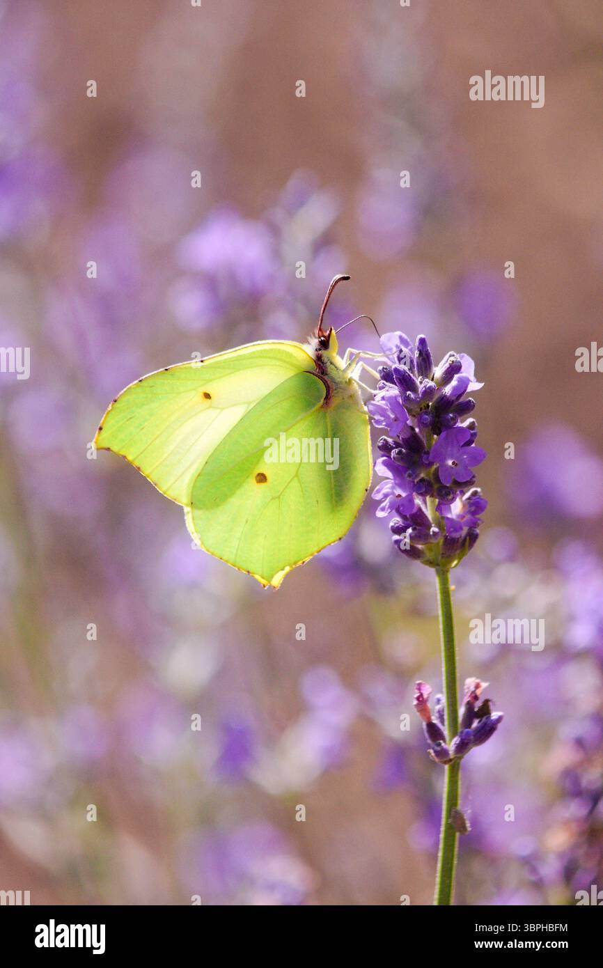Insecte diurne hi-res stock photography and images - Alamy