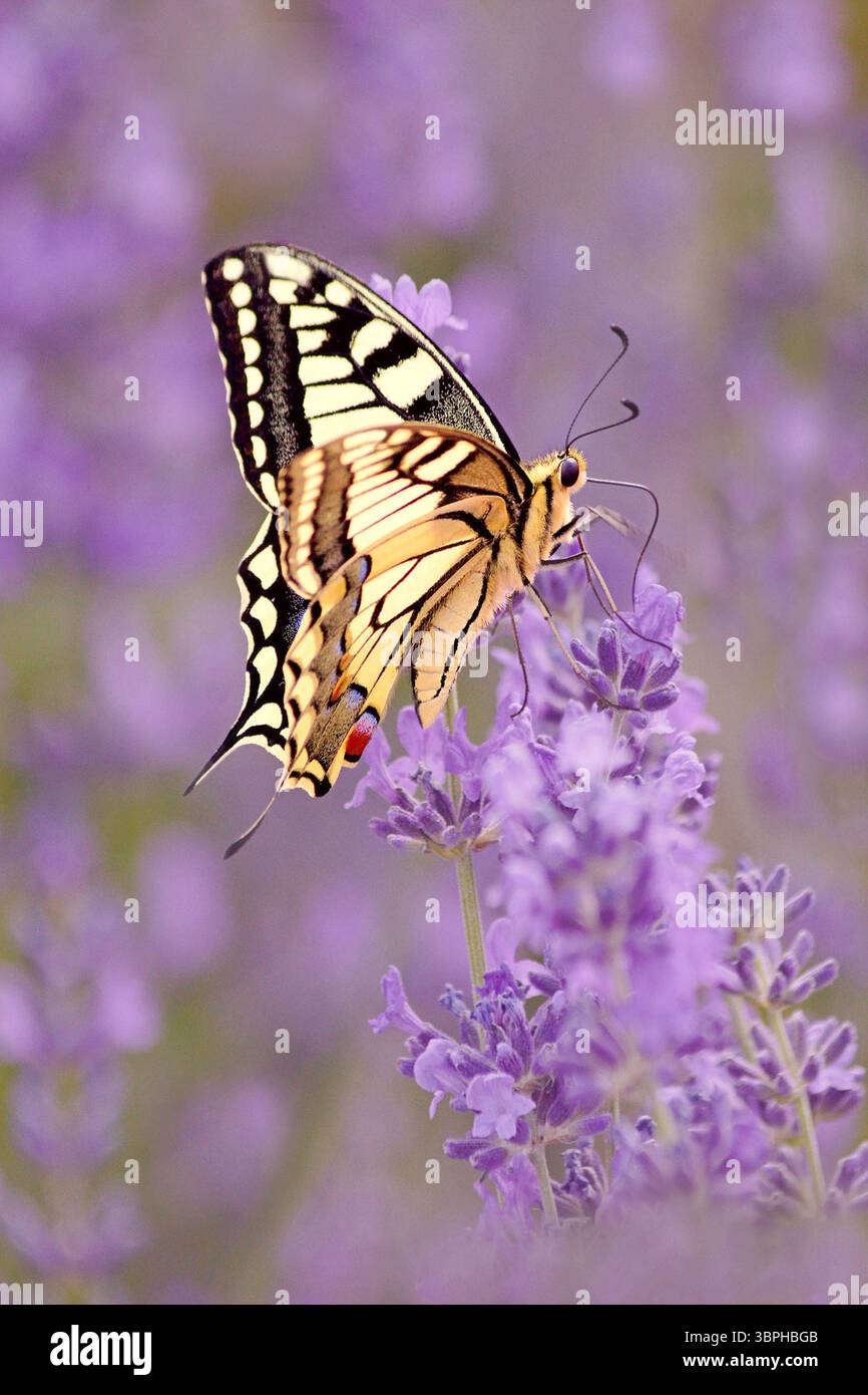 Le machaon est lun des plus grands papillons de jour hi-res stock ...