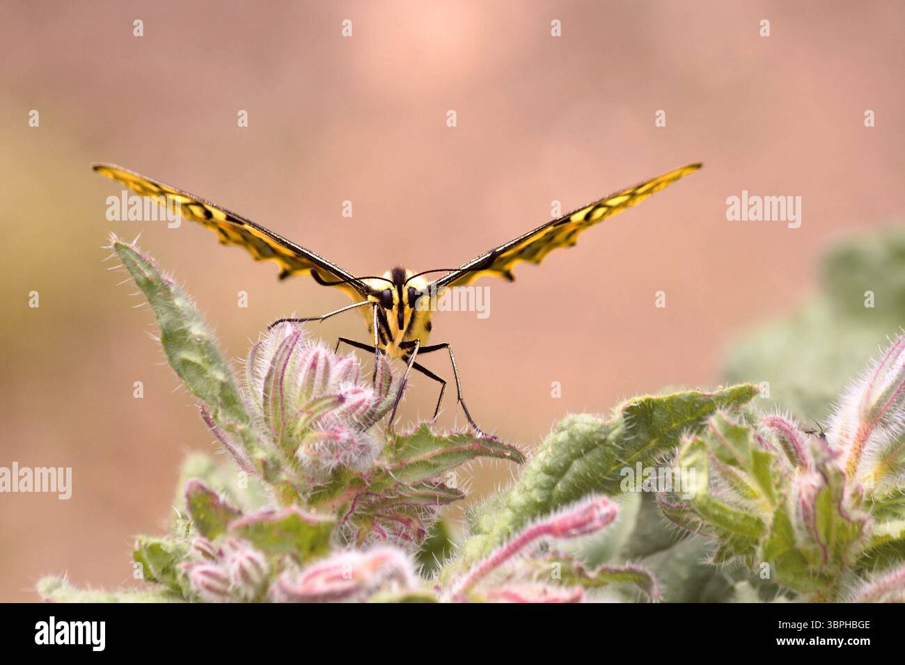 Ailes de papillon noires hi-res stock photography and images - Alamy