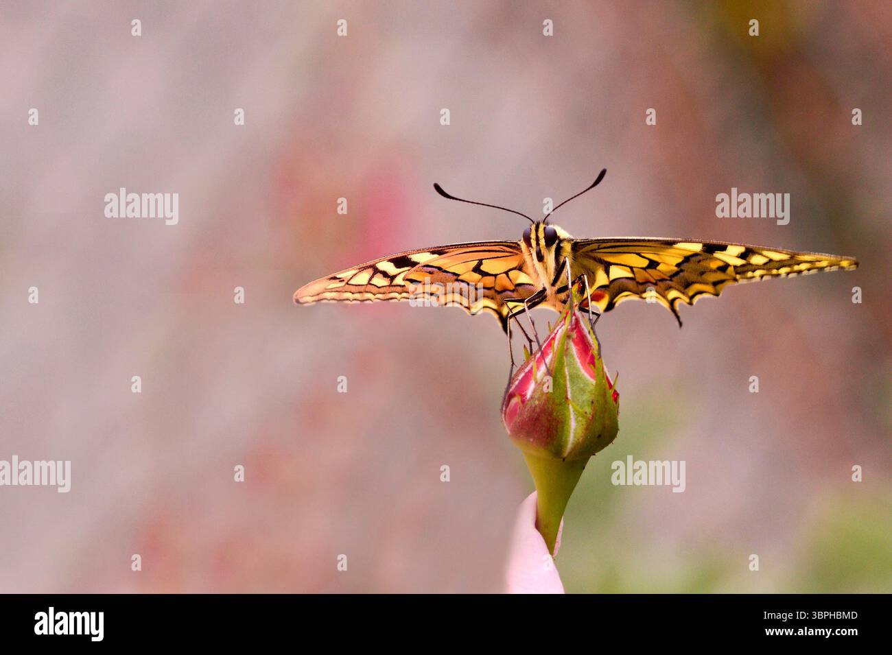 Papillons de jour hi-res stock photography and images - Alamy