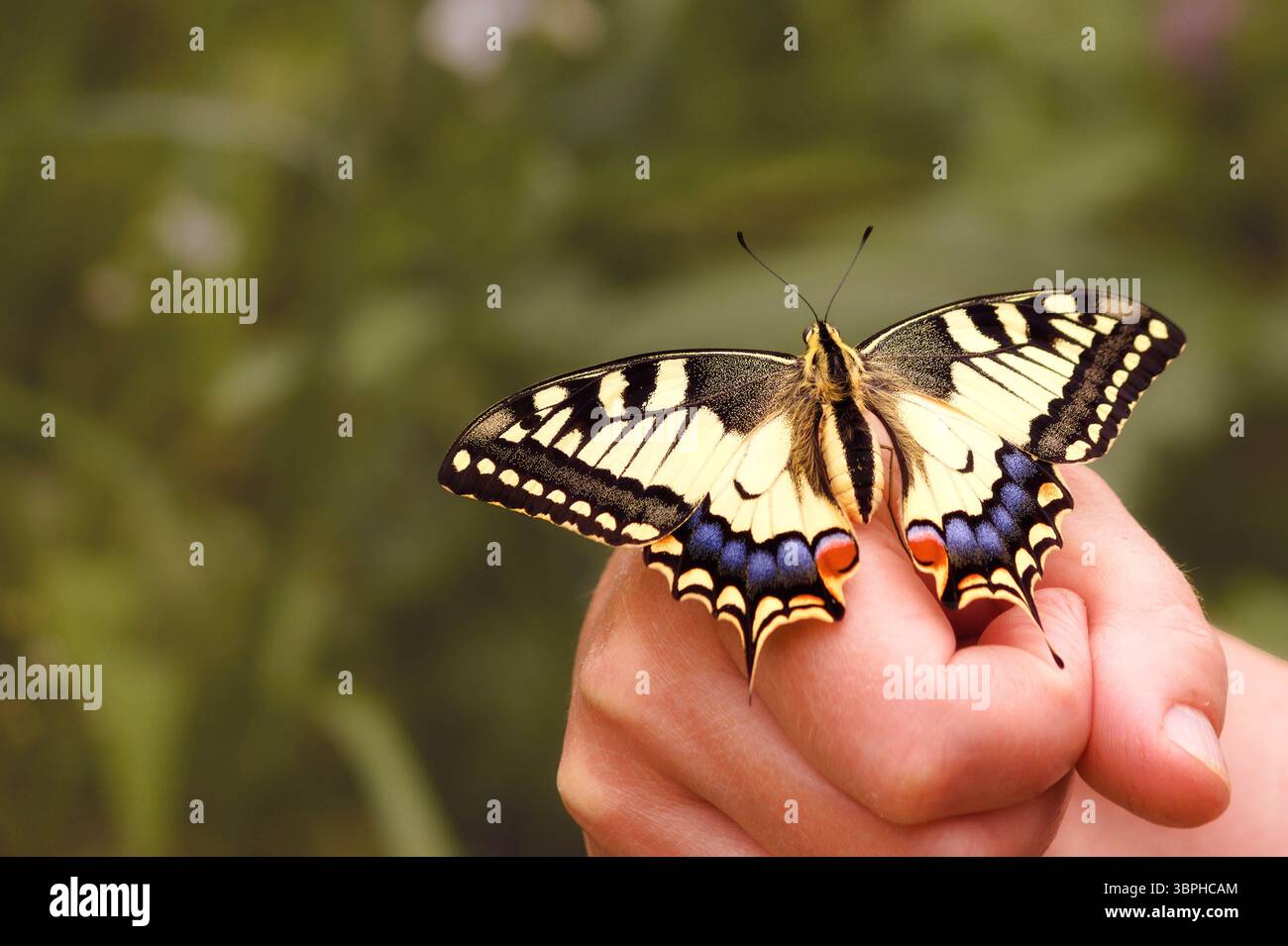 Actif le jour, le machaon est un joli papillon aux couleurs contrastées ...