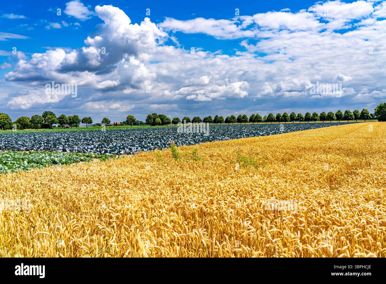 Landwirtschaft, Felder, rechts Weizen, links Kohlanbau, Rotkohl, bei ...