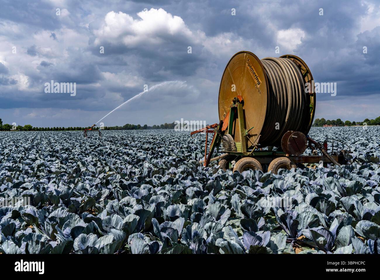 Landwirtschaft, künstliche Bewässerung eines Feldes, Beregnungsanlage ...