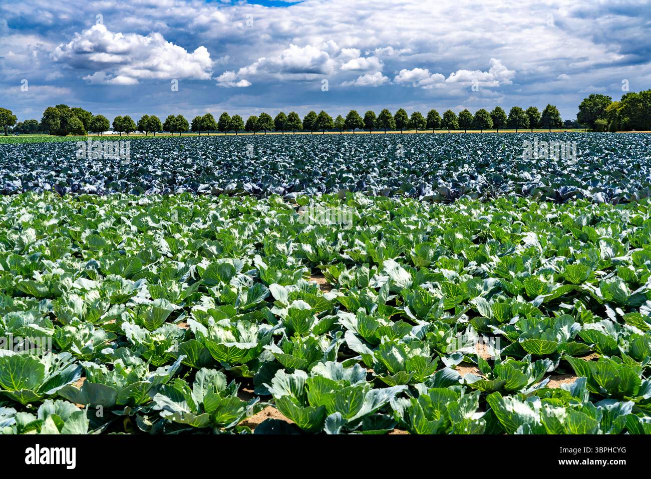 Landwirtschaft, Felder, Kohlanbau, Rotkohl und Weißkohl, bei Kempen am ...