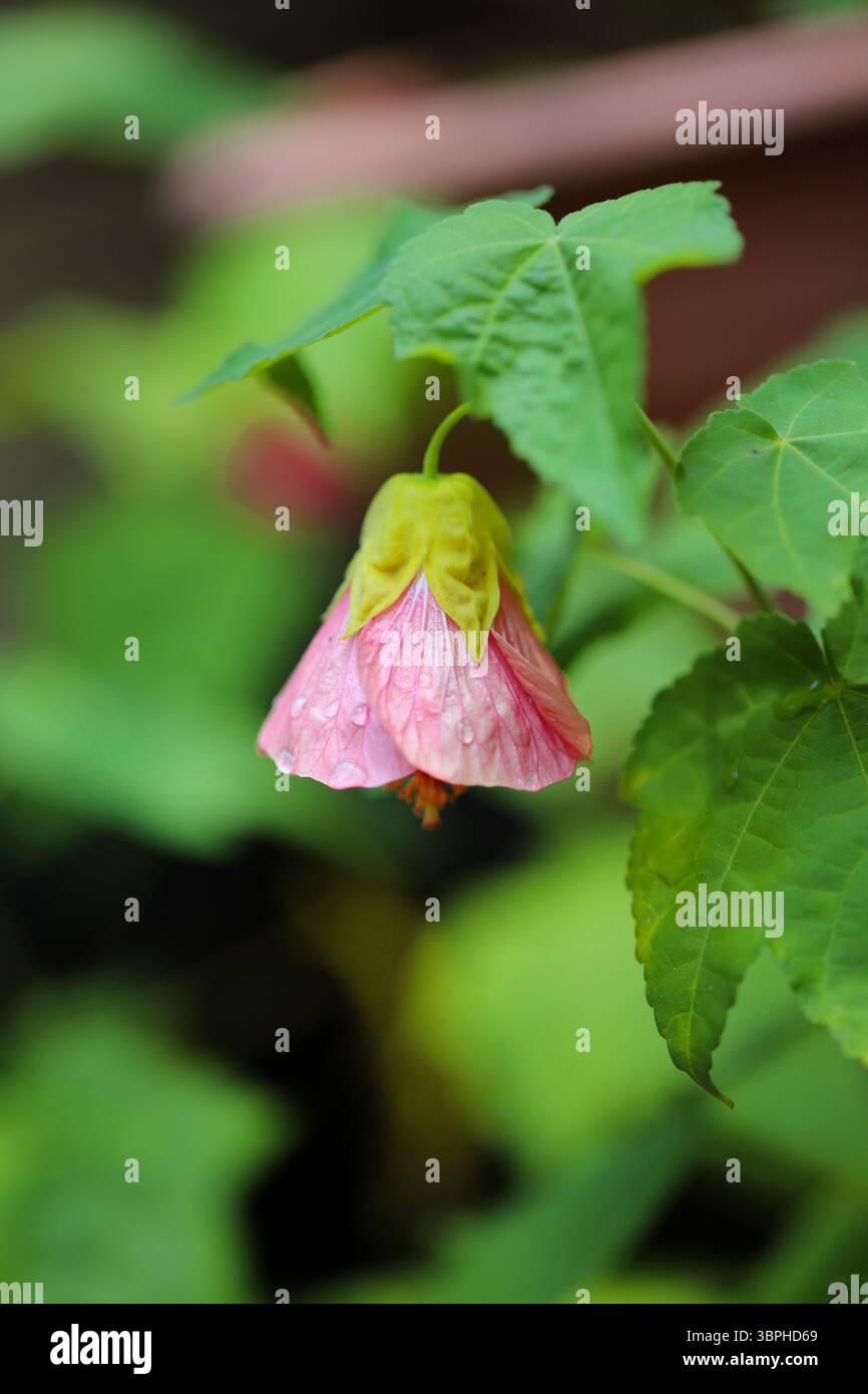Bell lantern shaped flower hi-res stock photography and images - Alamy