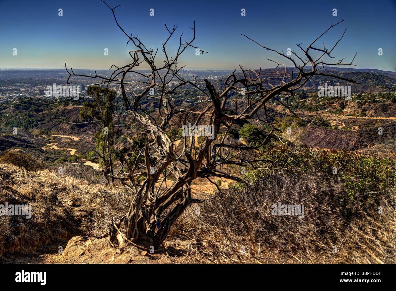 Scenery along the hiking trails of Griffith Park in Los Angeles Stock ...