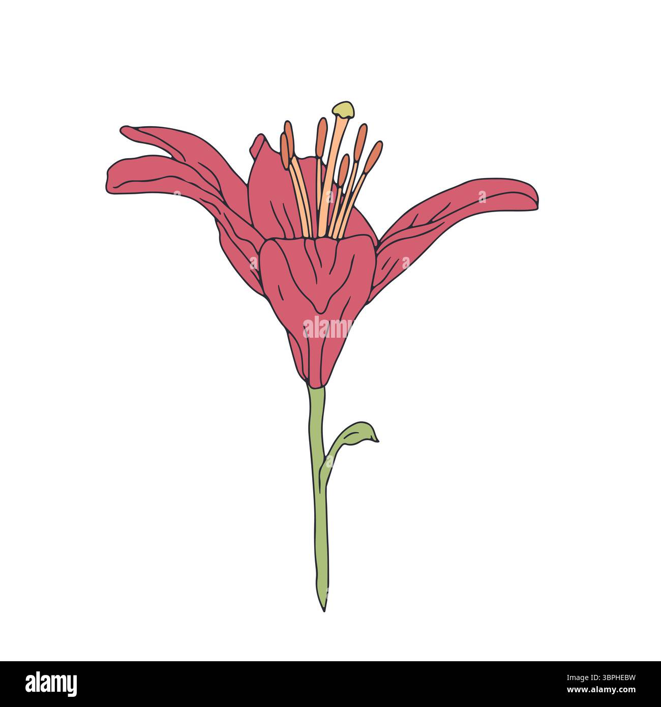 Hand drawn line art red lily bloom. Birth month May flower Stock Vector ...