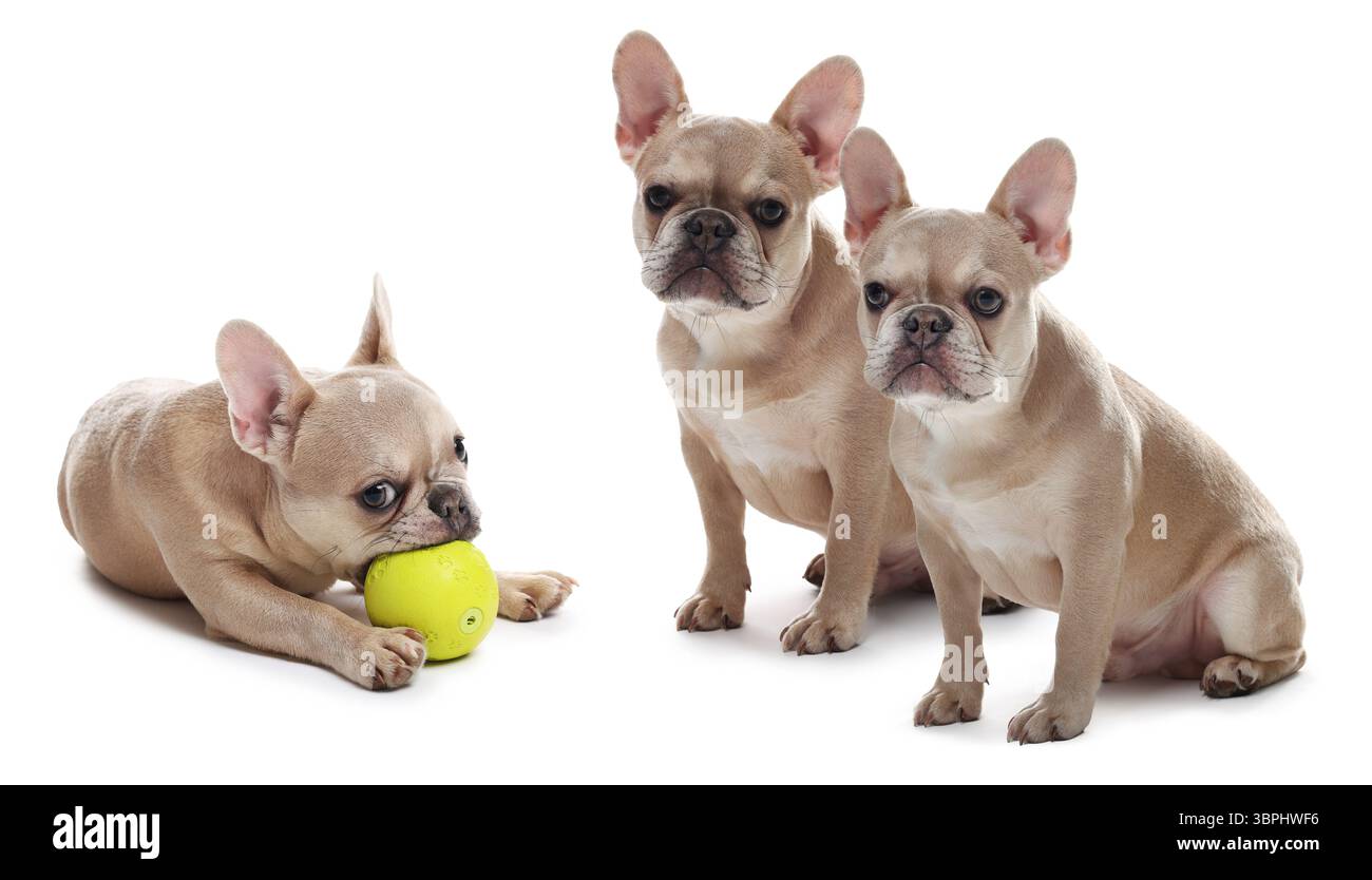 Dog french bulldog playing on Cut Out Stock Images & Pictures - Alamy