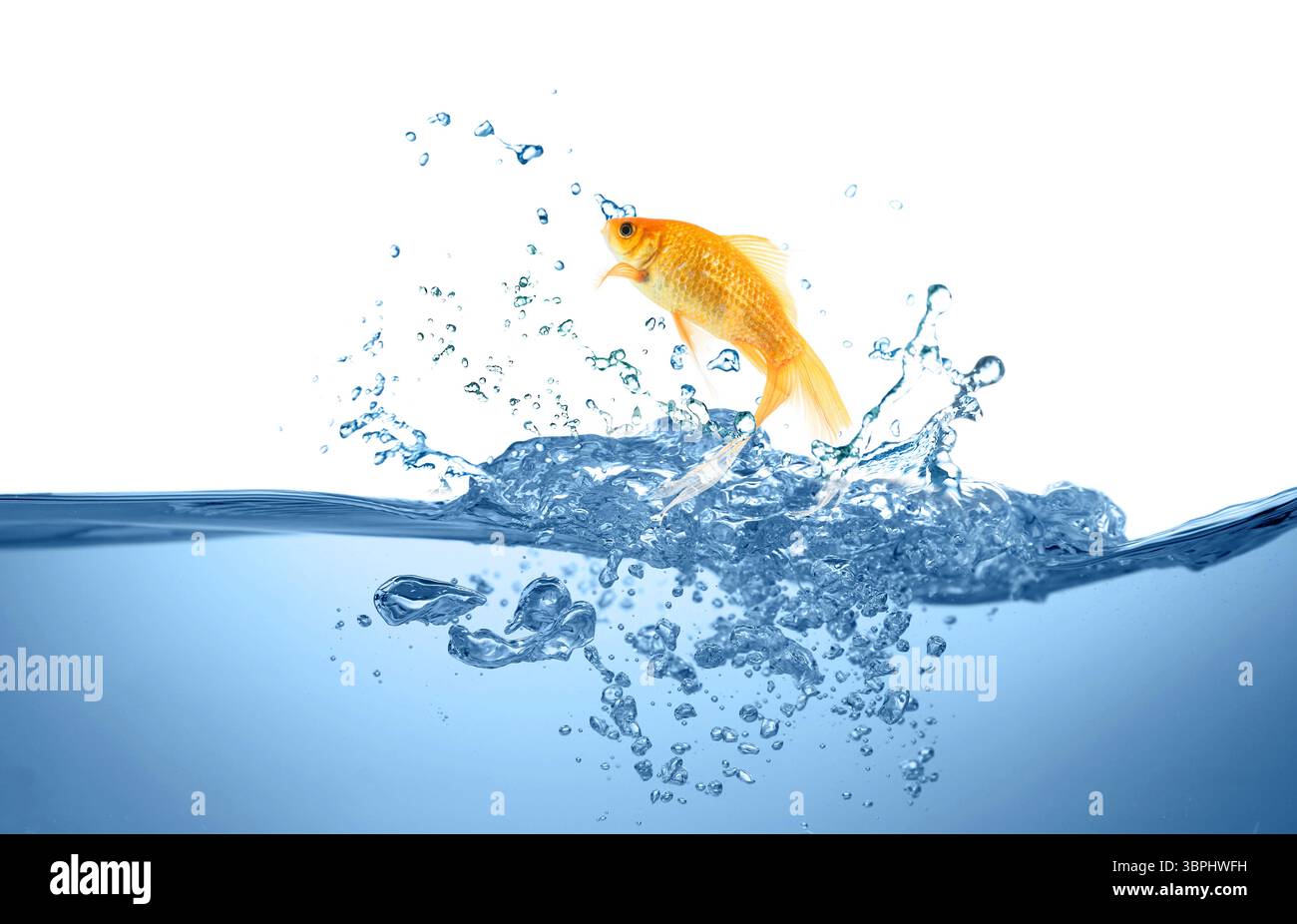 Beautiful bright goldfish jumping out of water on white background ...
