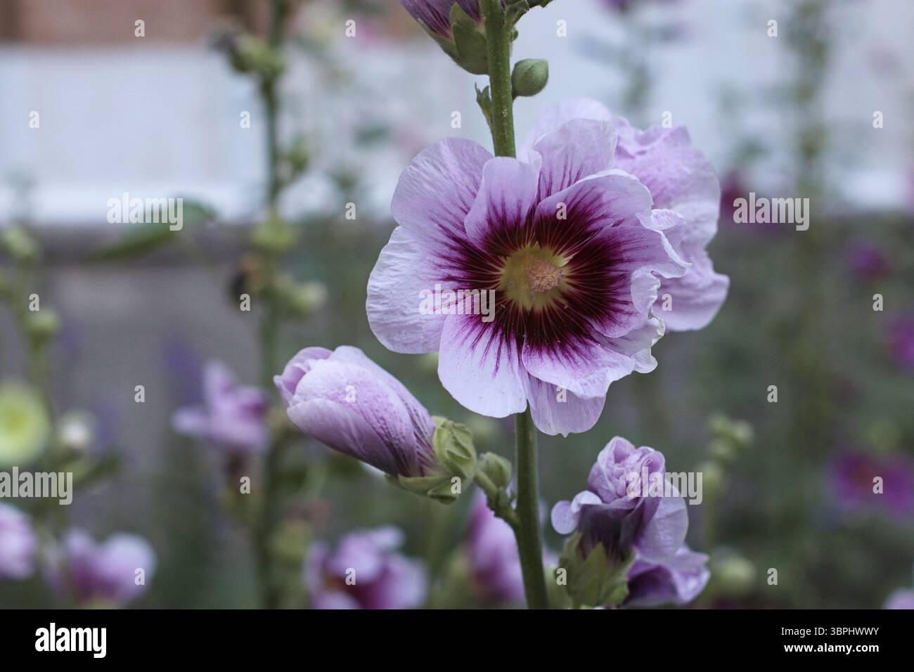 Tall stems of purple hollyhock flowers blooming in summer garden. Close ...