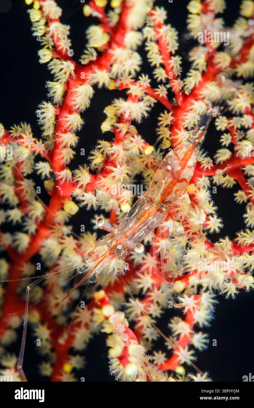 Translucent sea fan shrimp, Manipontonia psamathe, Tulamben, Bali ...