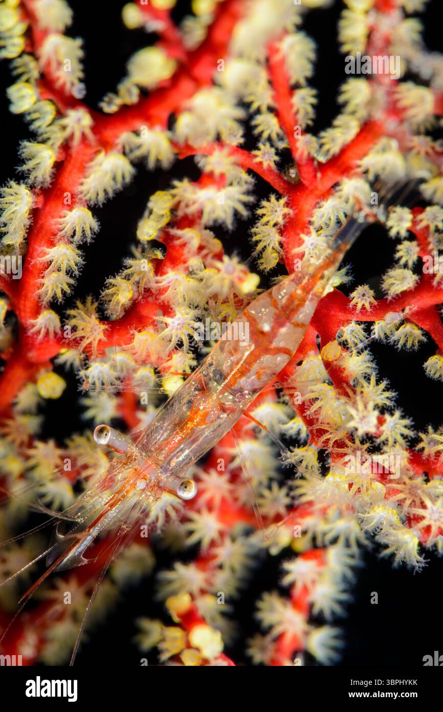 Translucent sea fan shrimp hi-res stock photography and images - Alamy
