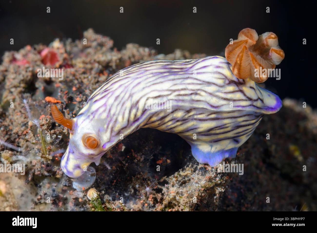 Striped nudibranch hi-res stock photography and images - Alamy