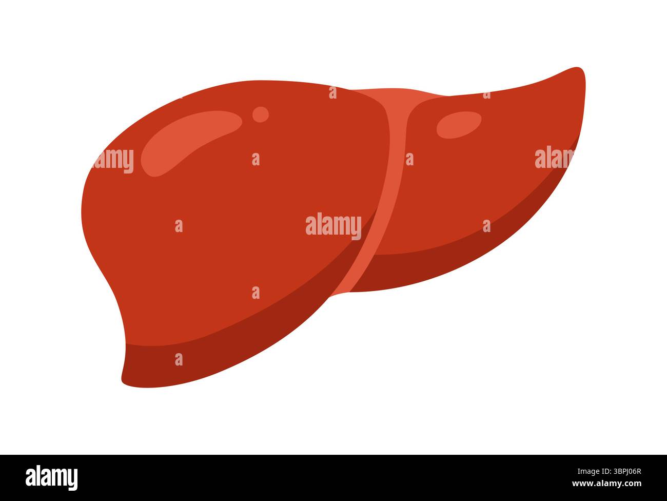 Human liver cartoon stylized vector illustration. Anatomical liver ...