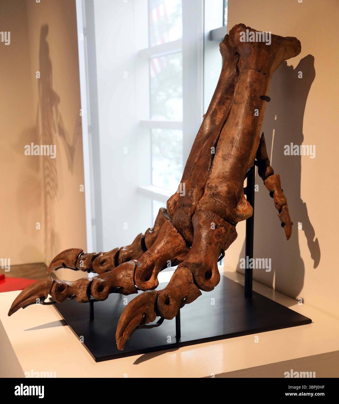 New York, New York, USA. 8th July, 2025. Articulated Tyrannosaurus Rex ...