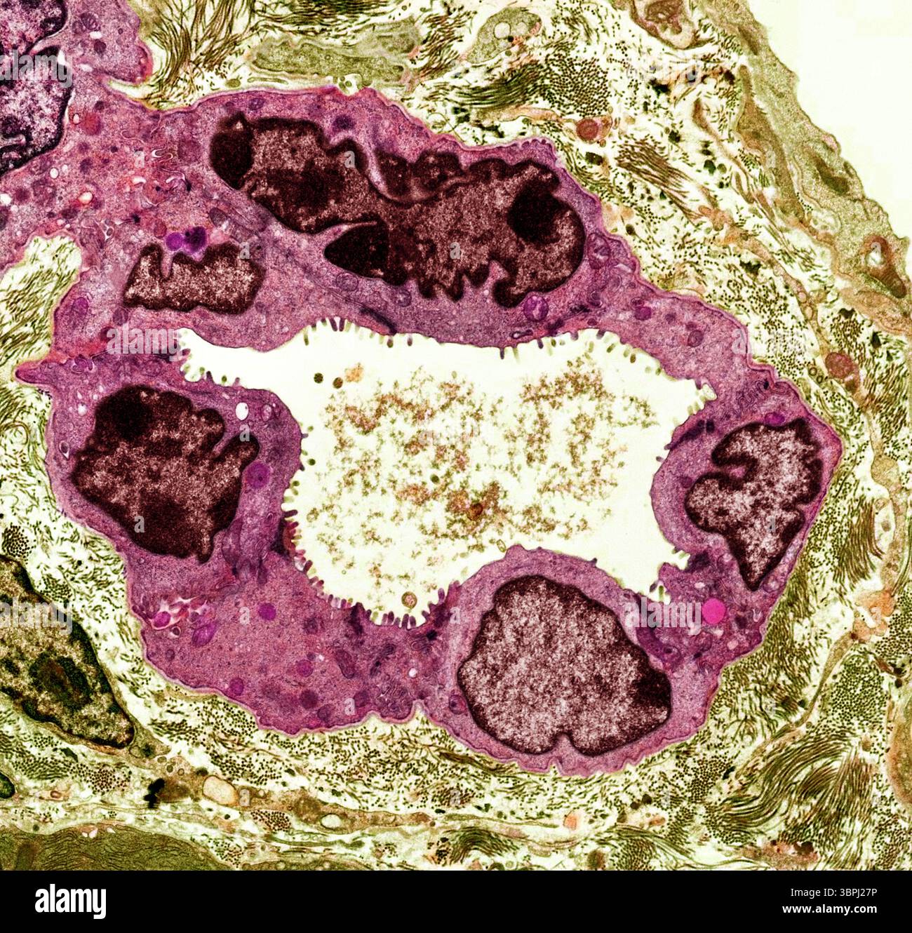 Pancreatic exocrine duct. Coloured transmission electron micrograph (TEM) Cross section of an ...