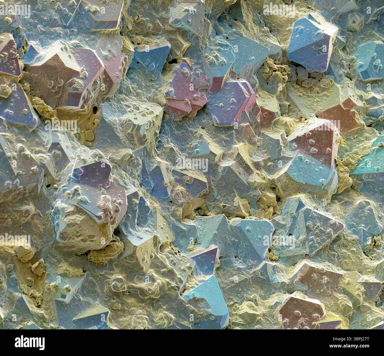 Fossil Dinosaur eggshell. Coloured scanning electron micrograph (SEM ...