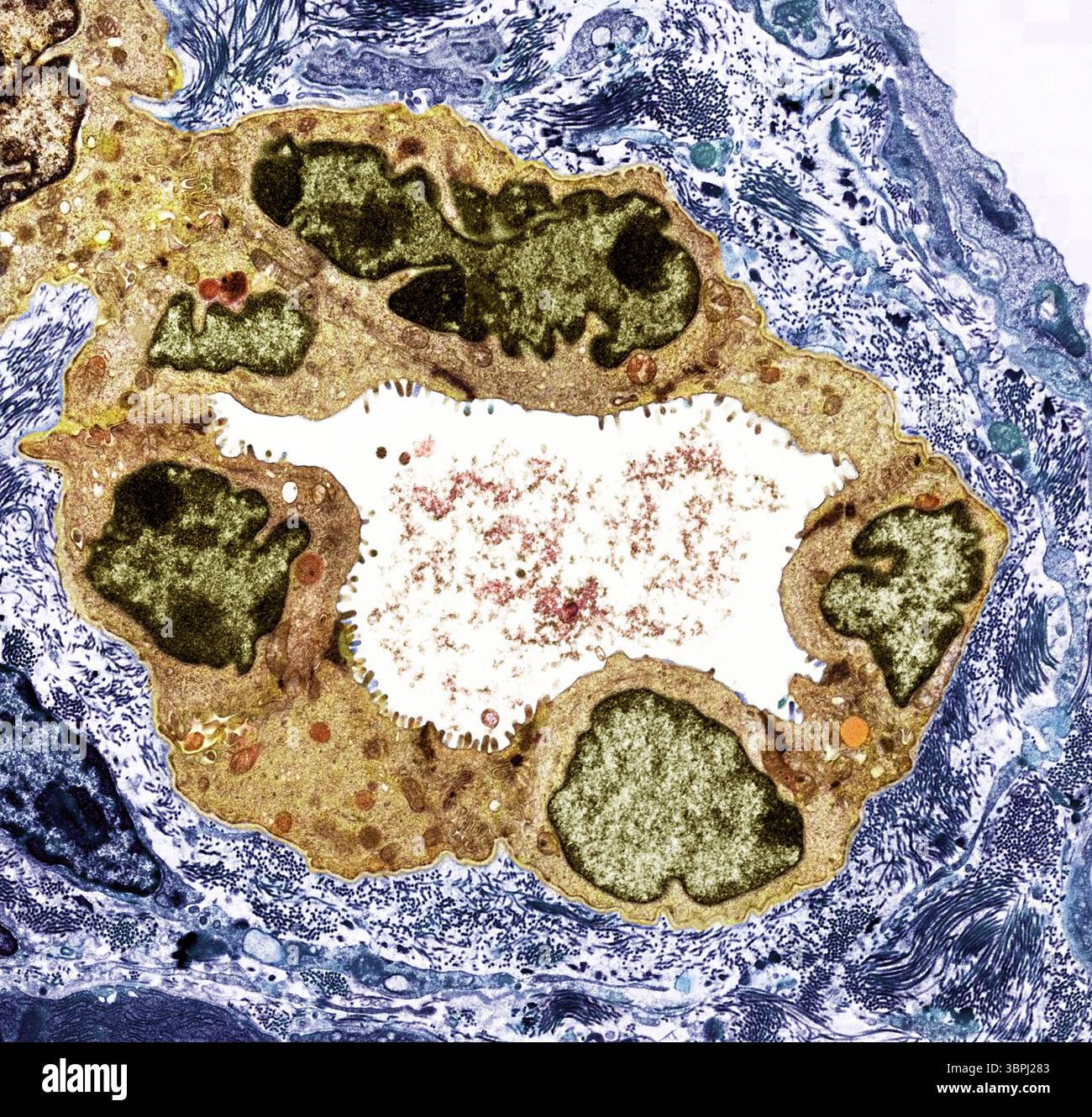 Pancreatic exocrine duct. Coloured transmission electron micrograph ...