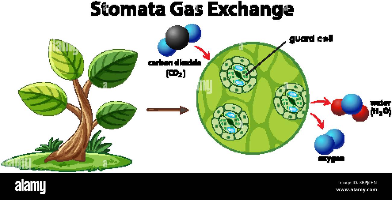 Vector illustration showing stomata gas exchange in plants. Includes ...