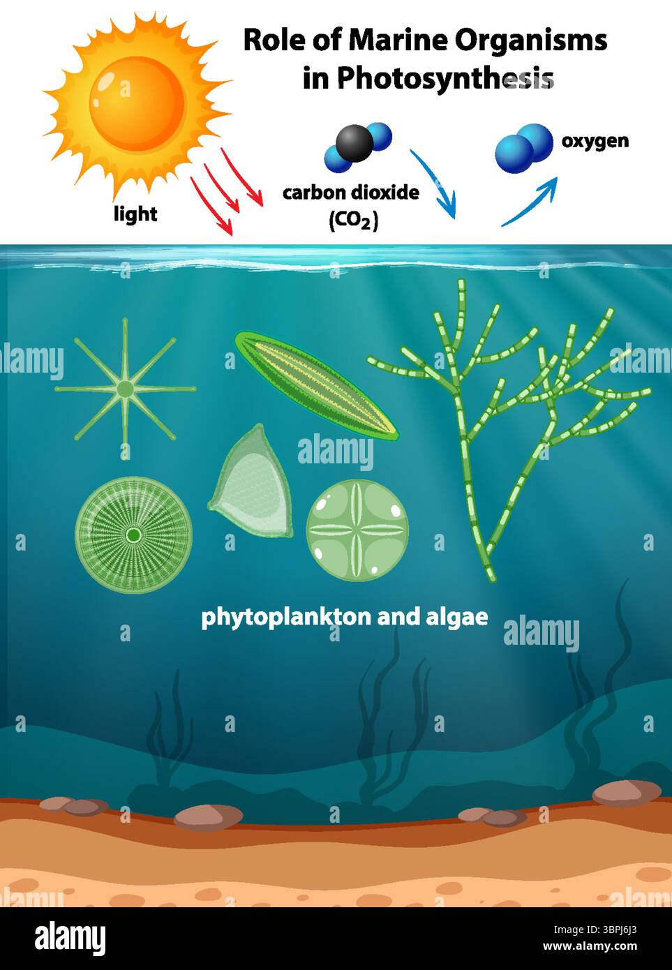 Illustration of marine photosynthesis showing phytoplankton and algae ...