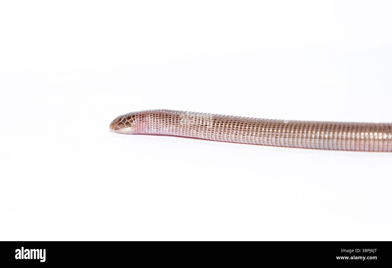 Darwin's ringed worm lizard isolated in a white canvas (Amphisbaena ...