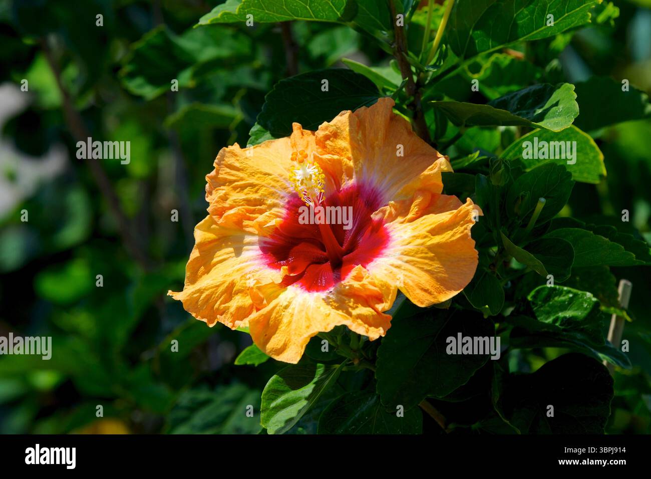 Tropical flowers and landscapes in Wailea on the Hawaiian island of ...