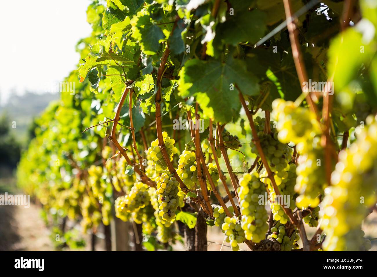 Bunches grapevine on plants hi-res stock photography and images - Alamy