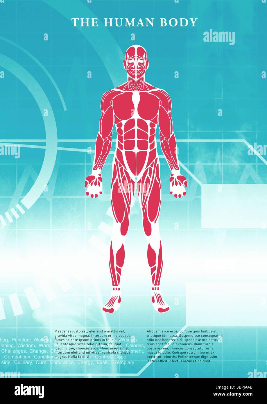 Human body against white background Stock Photo - Alamy