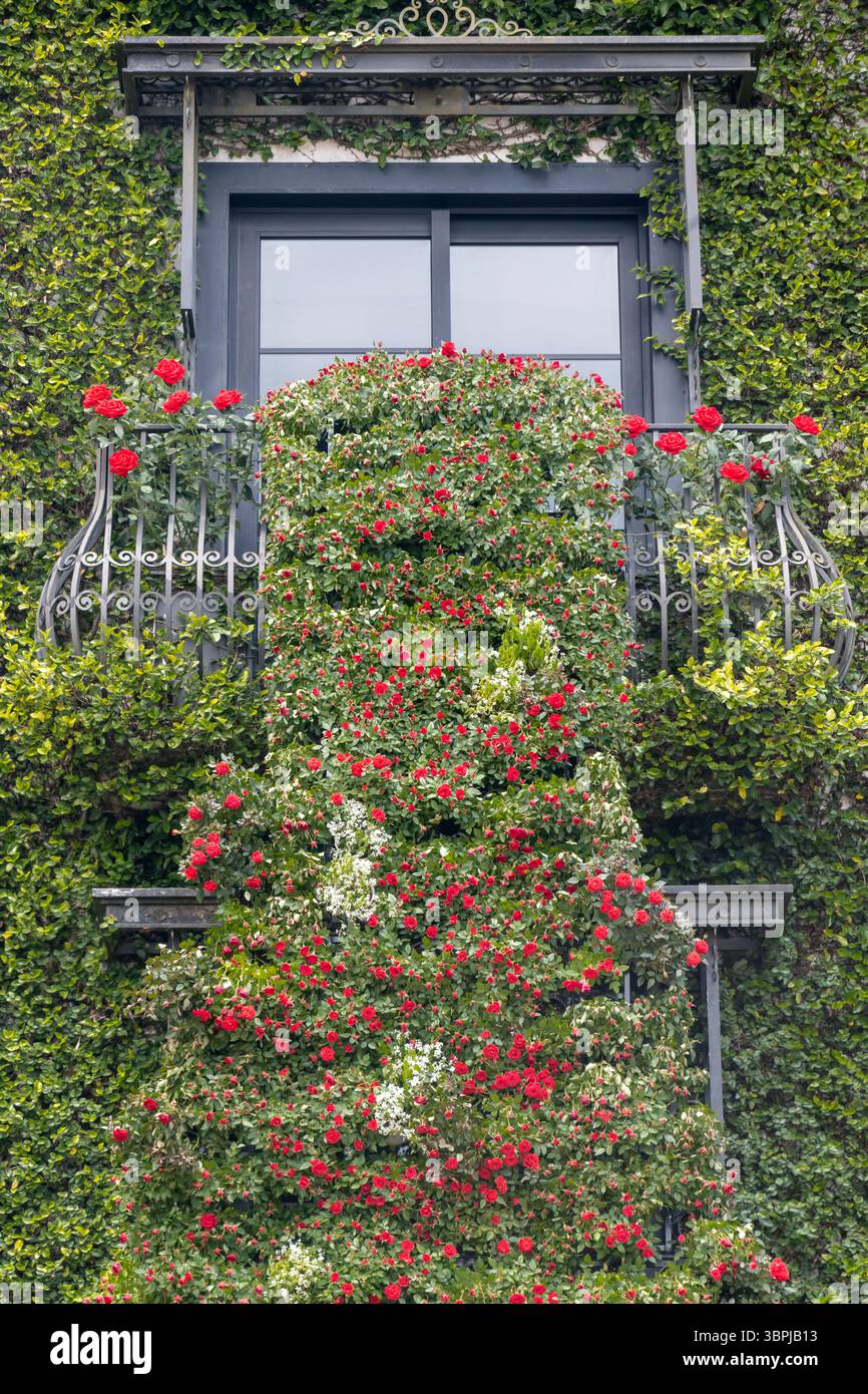 A charming and picturesque balcony adorned with vibrant red roses ...