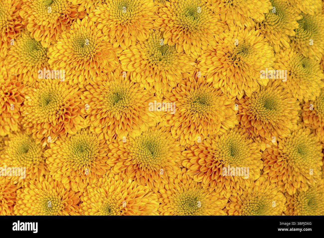 Main flower structure hi-res stock photography and images - Alamy