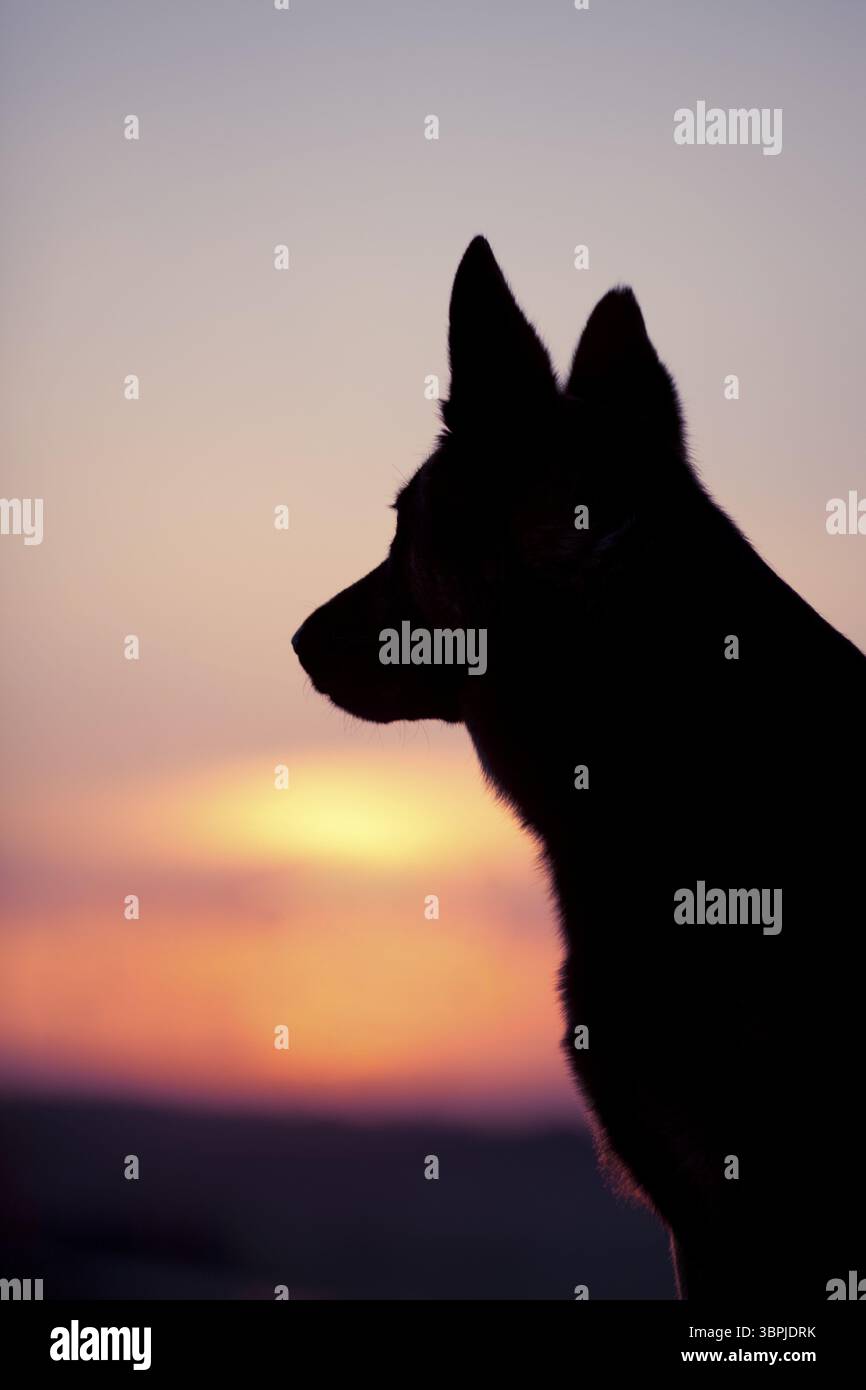 Dog head backlight silhouette in the sunset Stock Photo - Alamy