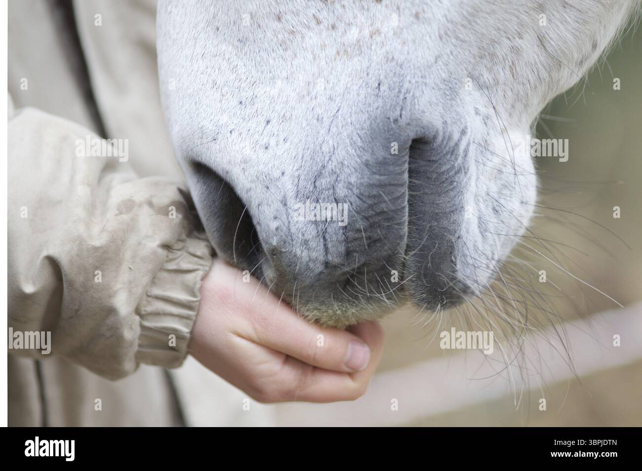 Close up female hand feed hi-res stock photography and images - Alamy