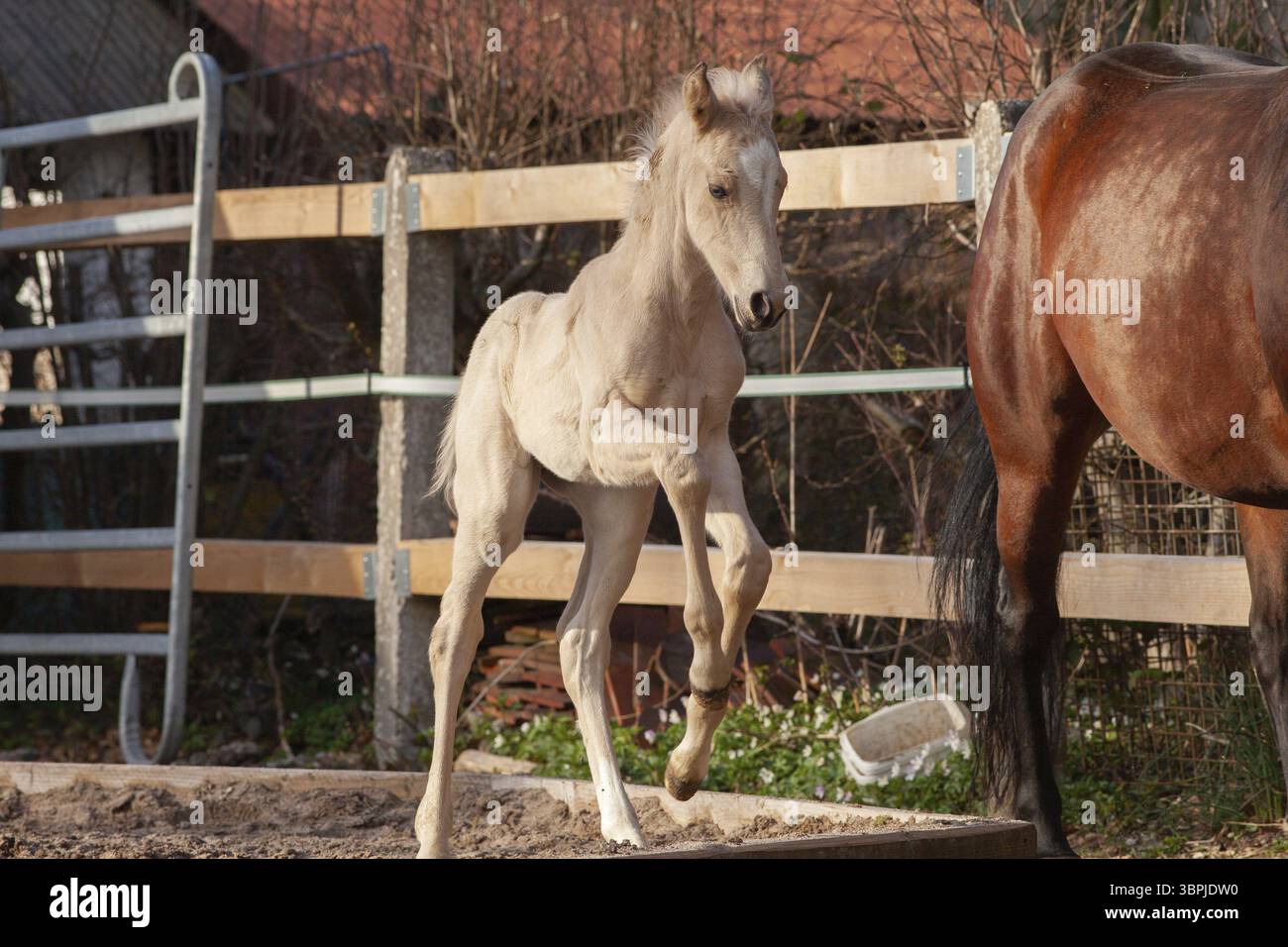 Palomino foal, gallop with mother horse Stock Photo - Alamy