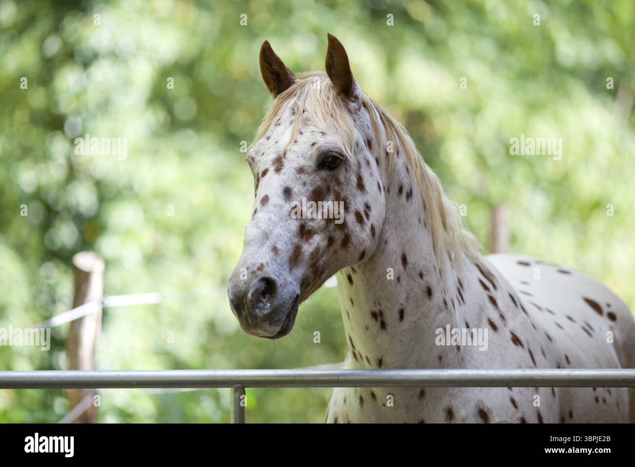 Appaloosa horse portrait hi-res stock photography and images - Alamy