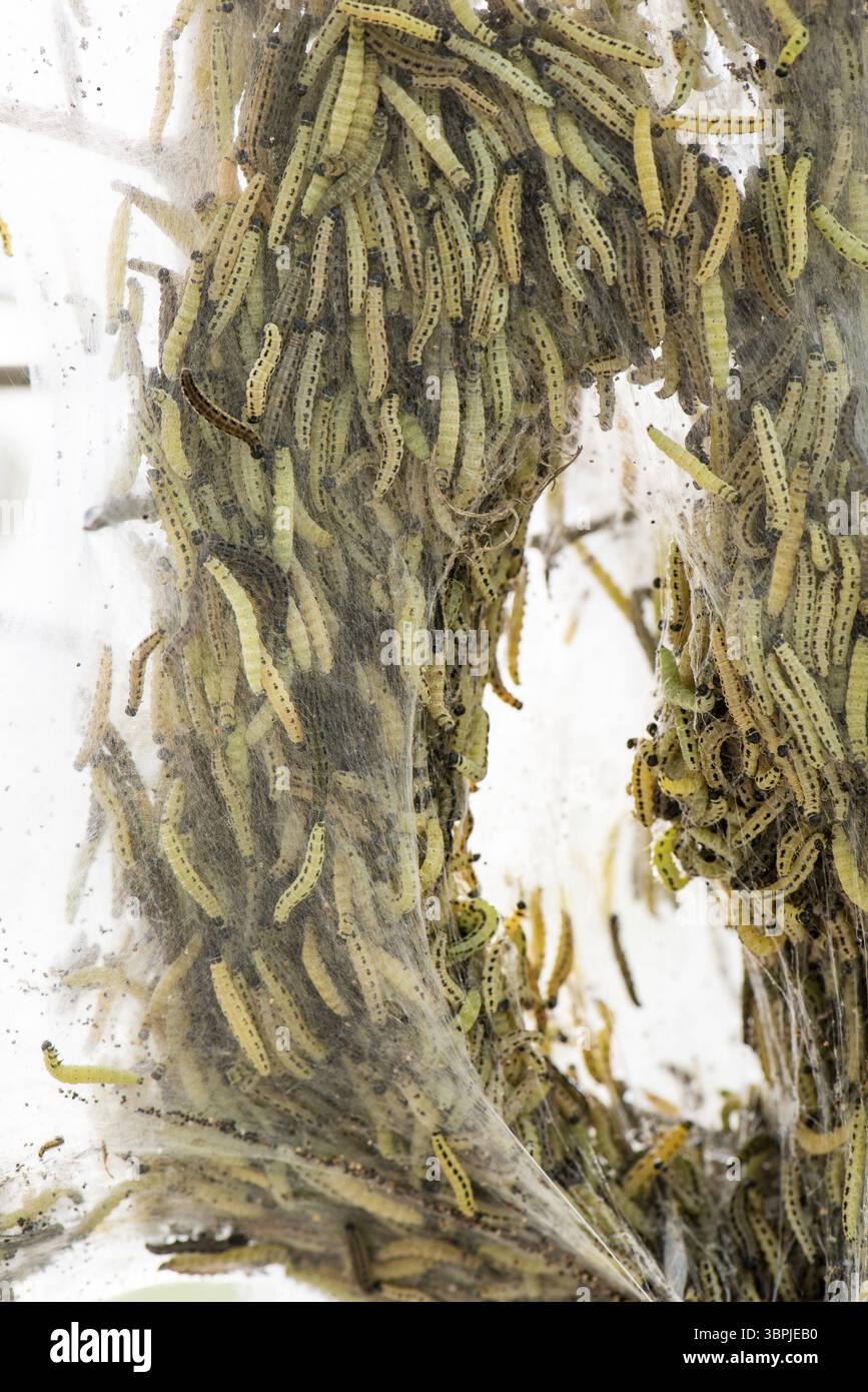 Spider moths have infested a tree and are about to pupate, Frankfurt am ...