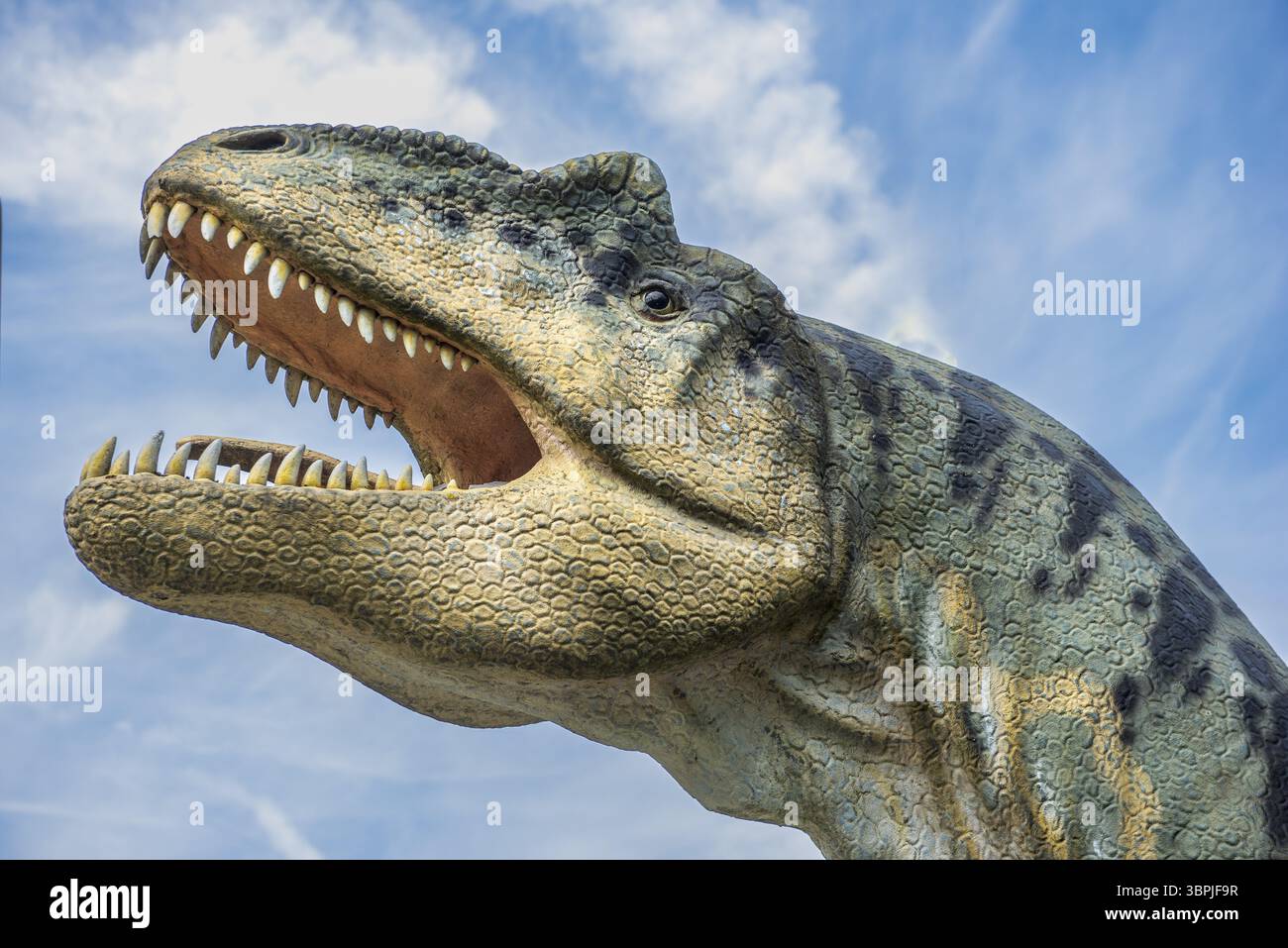 The wide-open mouth with sharp teeth of a replica of a predatory ...