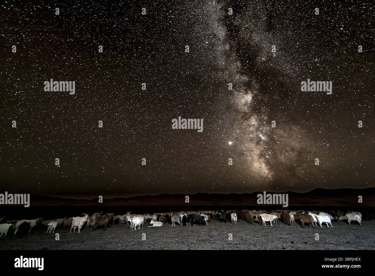 A herd of goats at night in the Mongolian Gobi desert with the Milky ...