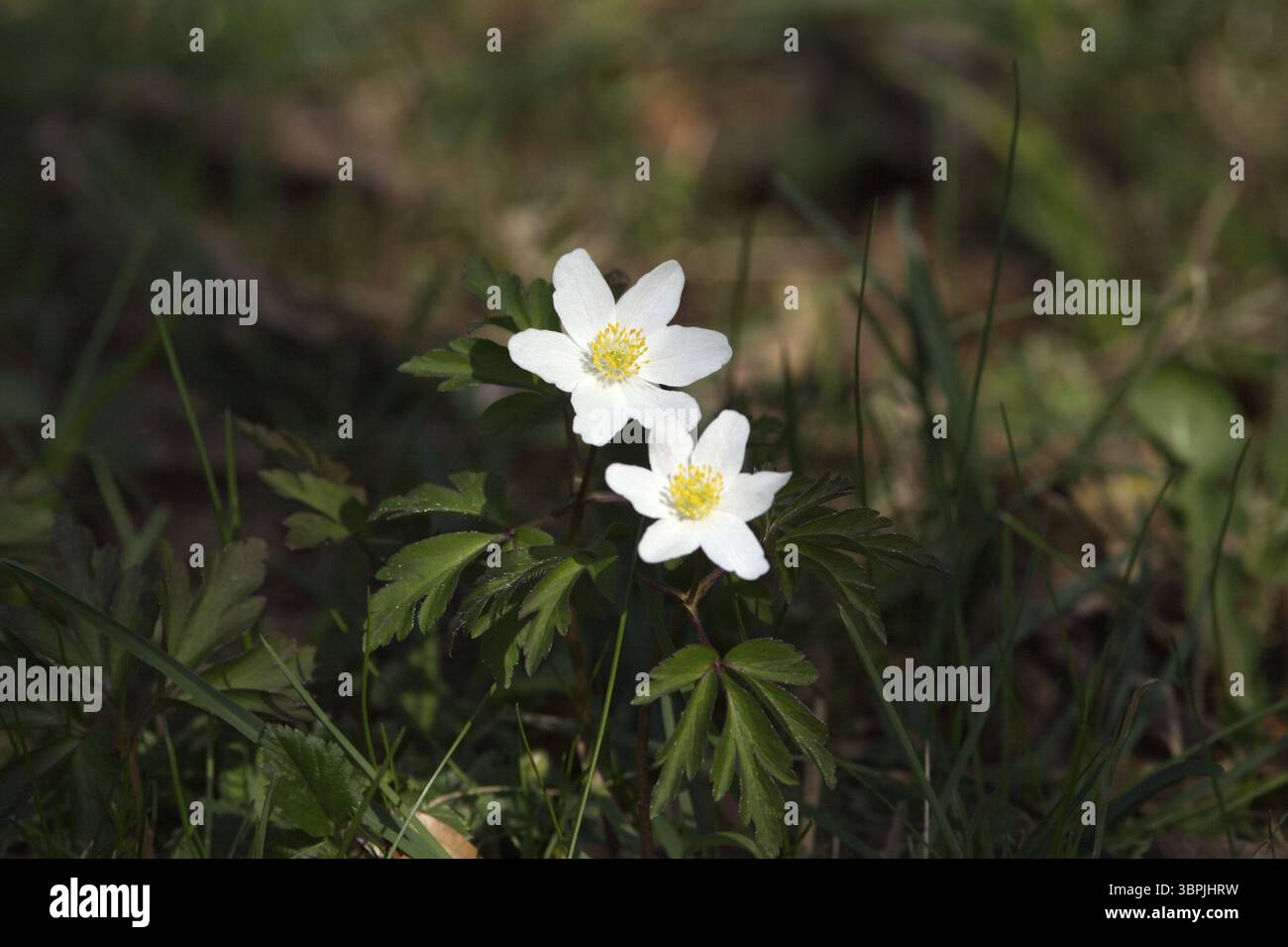 Wood anemone, small white spring flower (Anemone nemorosa Stock Photo ...