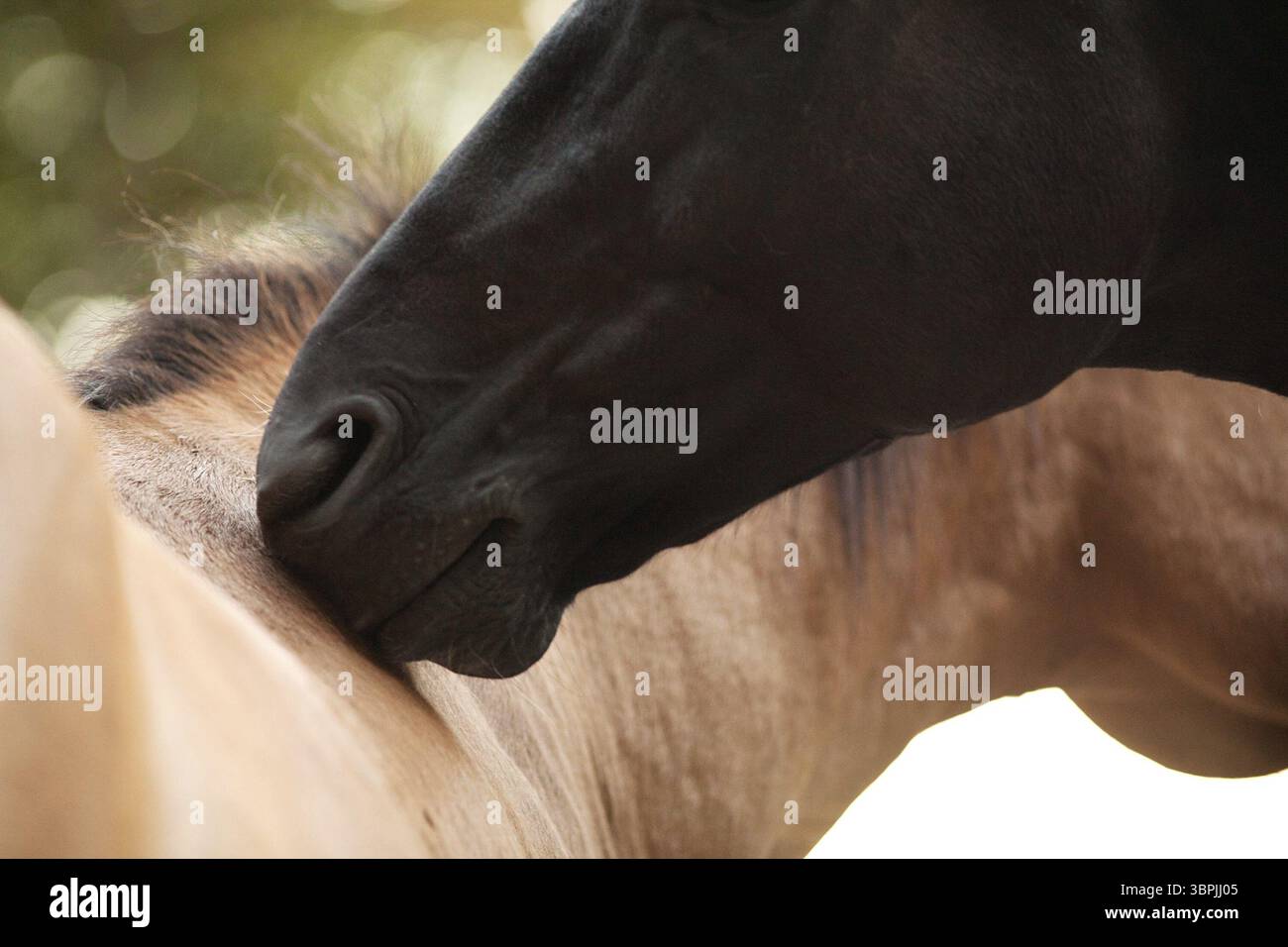 Horses scratching each other. Horse friends grooming Stock Photo - Alamy
