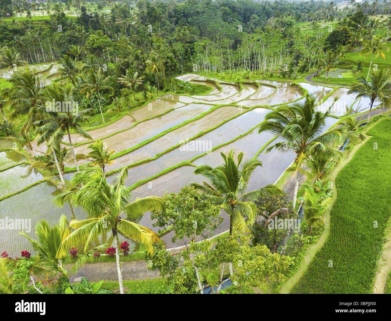 Rice paddy field landscape in Indonesia. Drone image of rice terrace ...