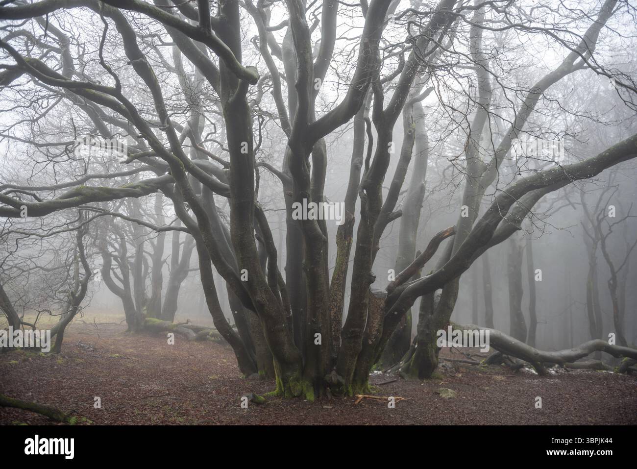 The tree trunks and branches of a group of trees in winter in wet ...